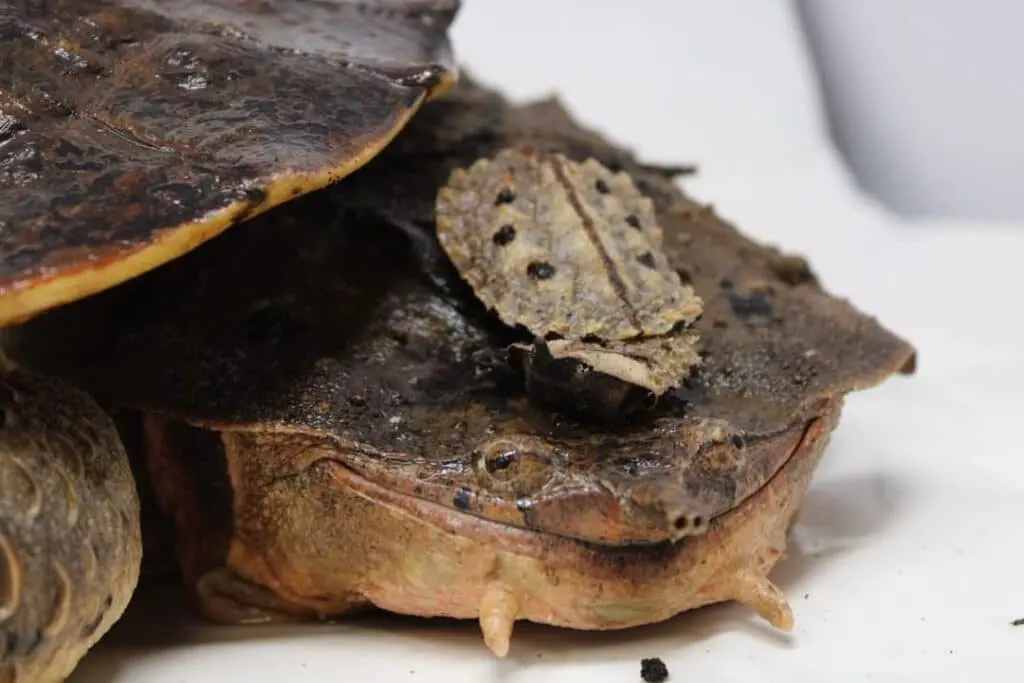 마타마타거북 (Mata Mata) - 동물 - 엠봉