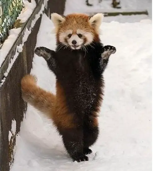 무서운 포즈로 위협중인 랫서팬더 - 동물 - 엠봉