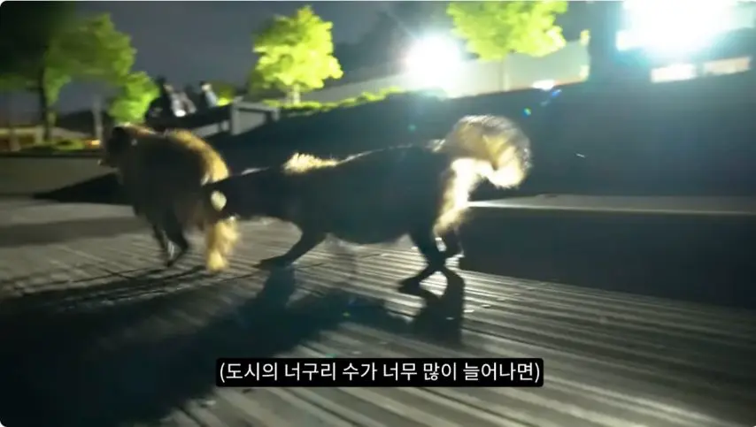 요즘 도심에 너구리가 늘어나는 이유 - 모두의 광장 - 엠봉